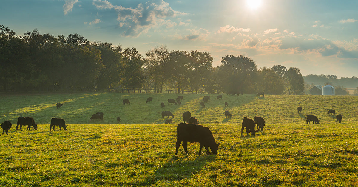 Homestead Farms Meat and CBD